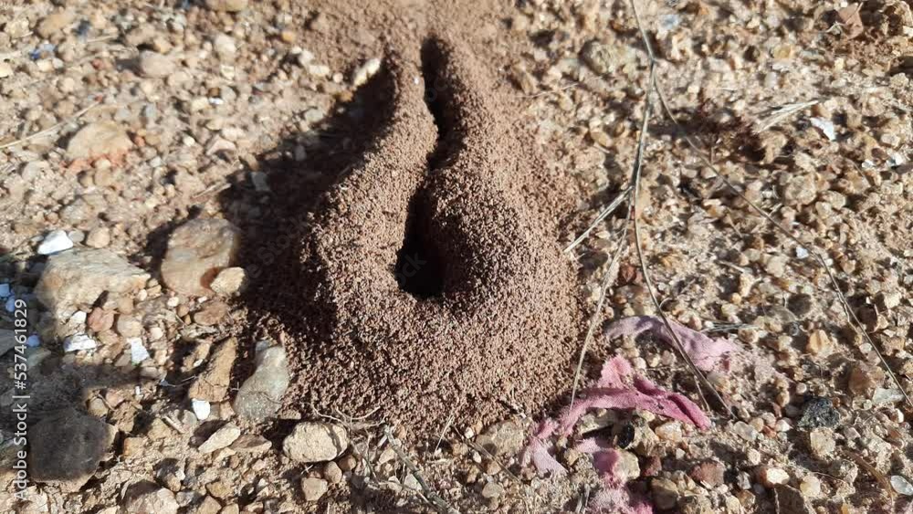 Vidéo Stock Colony of ants. Ants are making their home and Digging the ...