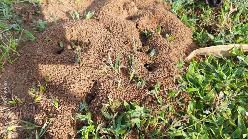 Colony of ants. Ants are making their home and Digging the soil from ...