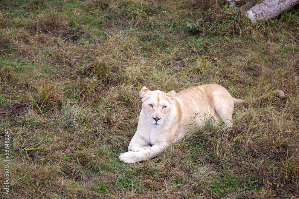 White lioness in nature park (Panthera leo krugeri) Stock Photo | Adobe ...