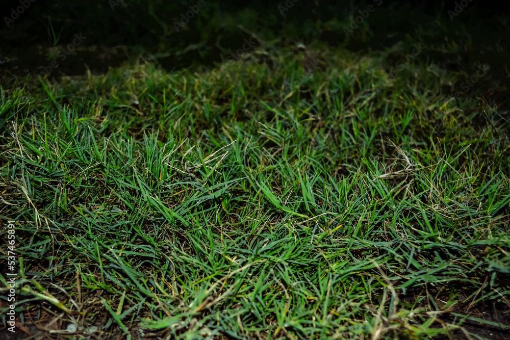 night view of green grass. natural greenery closeup photo. bright grass ...