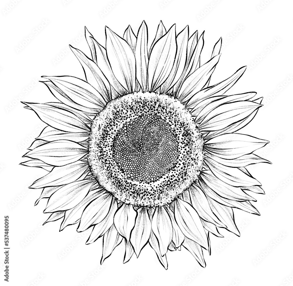 Hand Drawn Sunflower Stock Illustration | Adobe Stock