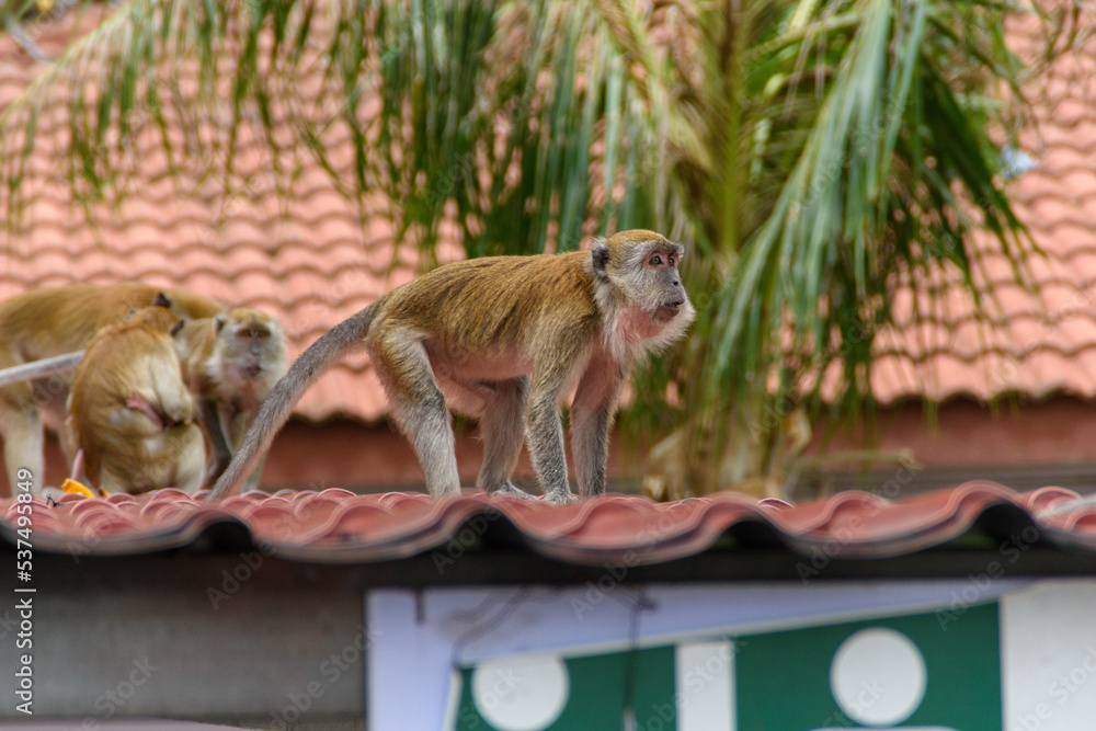 Long-Tailed Macaque monkeys on a roof at the Batu Cave complex in ...