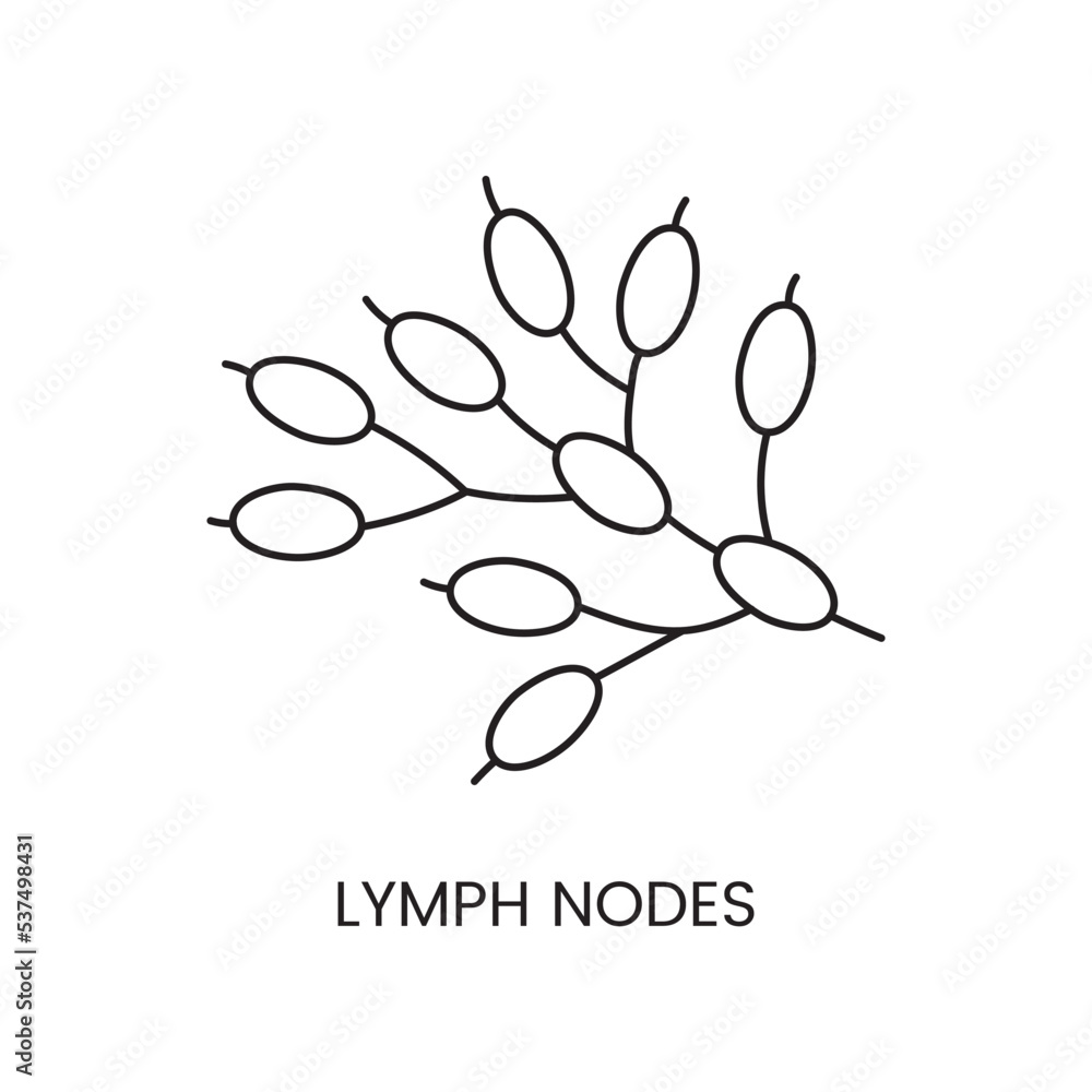 Human lymph nodes are an anatomical icon line in a vector, an ...