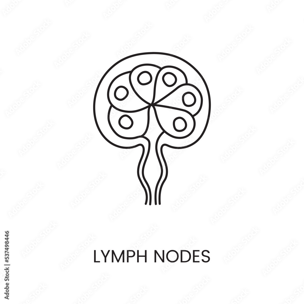 Human lymph node are an anatomical icon line in a vector, an ...