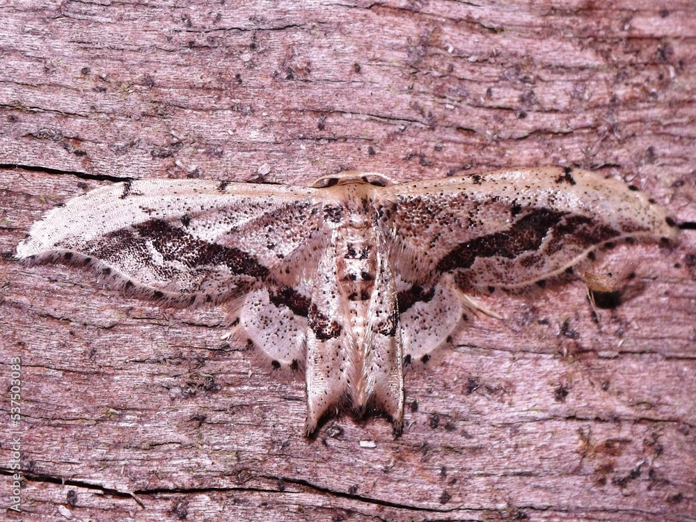 Geometridae (geometer moth) indeterminate species isolated on a white ...