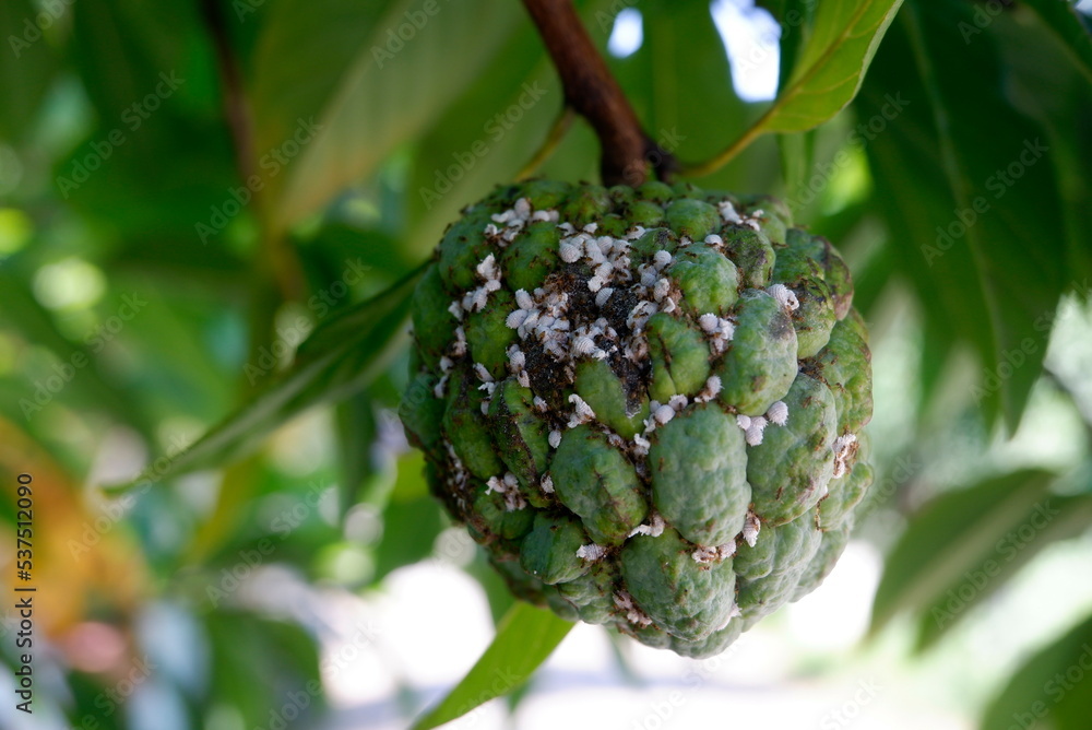 Ants and Mealybugs on the surface of the custard fruit Stock Photo ...