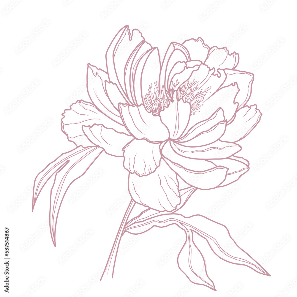 Beautiful peony flower. Line art concept design. Continuous line ...