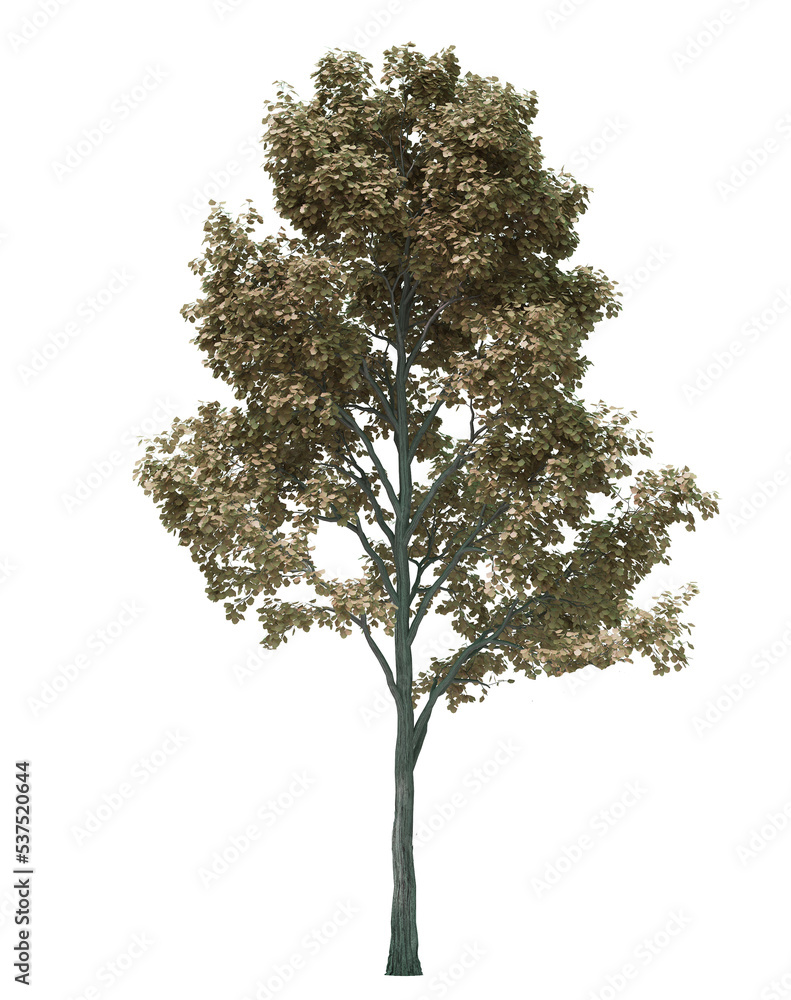 Realistic Tree with transparent background PNG Stock Illustration ...