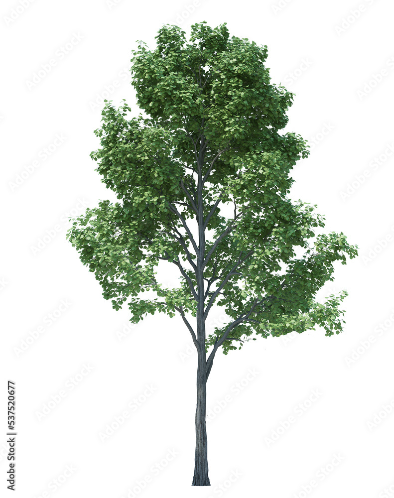 Realistic Tree with transparent background PNG Stock-Illustration ...
