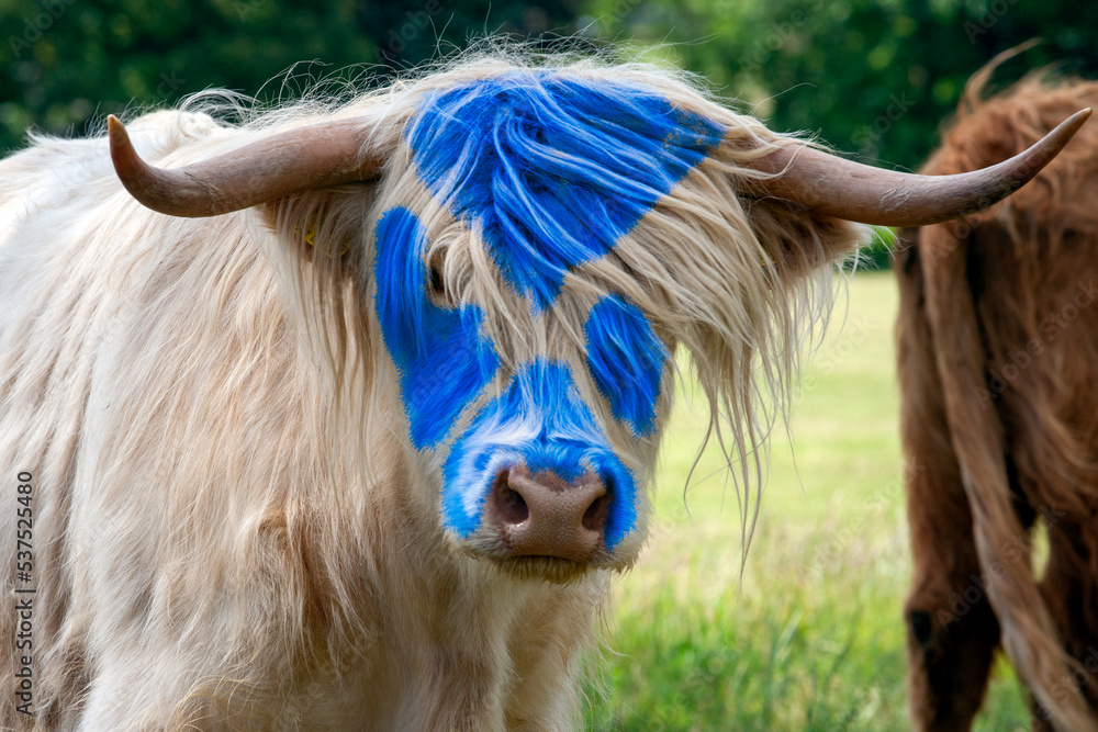 Highland cattle or Highland cow it's a Scottish breed of rustic cattle ...