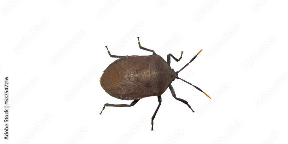 Pinterest Green bug | Green bug | Stink bug, stink beetle, white ...