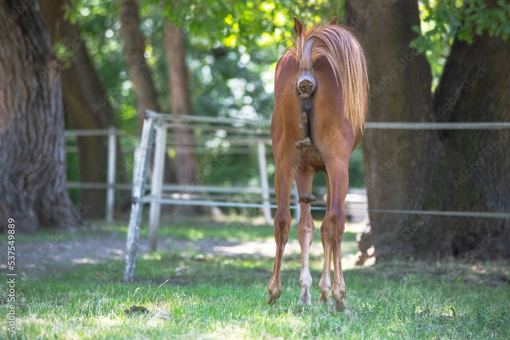 Brown horse taking a shit in the farm Stock Photo | Adobe Stock