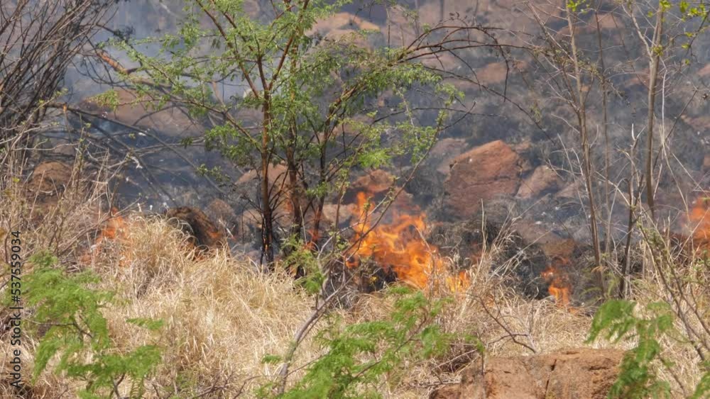 Wild fire consumes dry grassland and small thorn trees Stock ビデオ ...