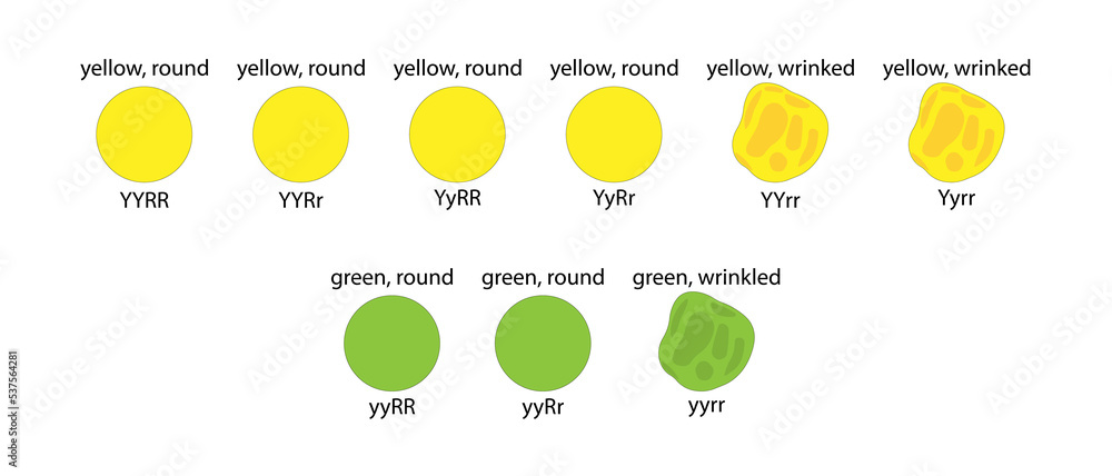 Dihybrid Cross of Pea Plant. The law of independent assortment ...