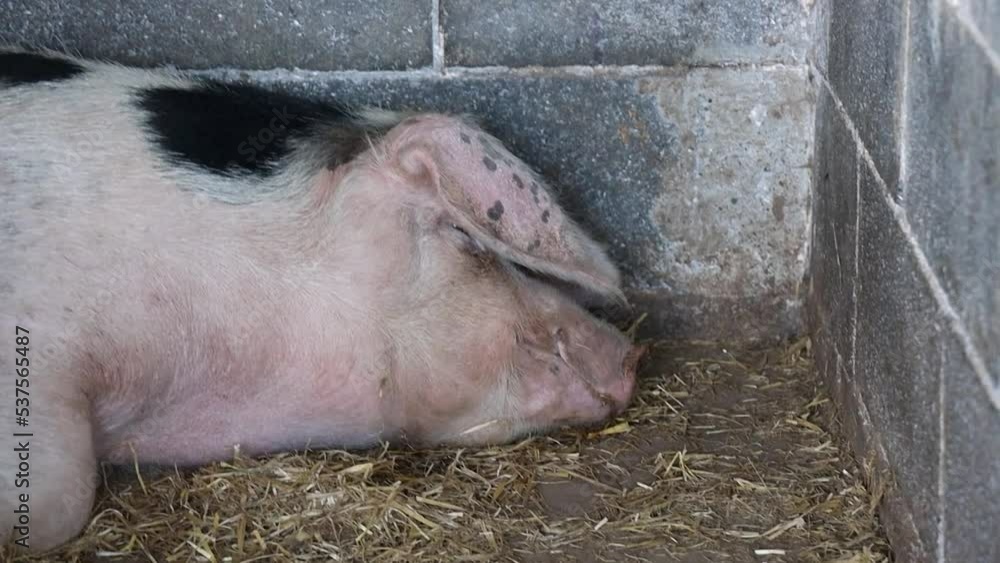 Pig Snoring and Oinking While Sleeping in a Pen - Close Up, Ireland ...