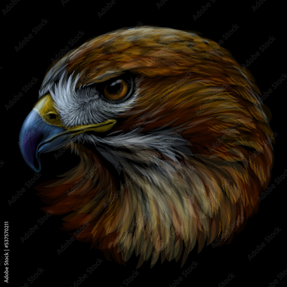 Red-tailed hawk. Color, graphic portrait of a hawk on a black ...