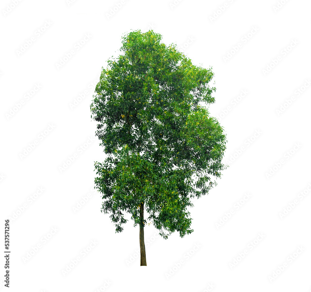 Isolated trees on transparent background PNG file Stock Photo | Adobe Stock