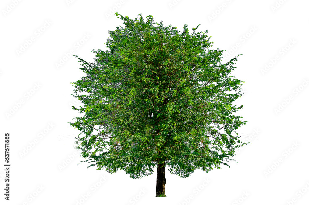 Isolated trees on transparent background PNG file Stock Photo | Adobe Stock