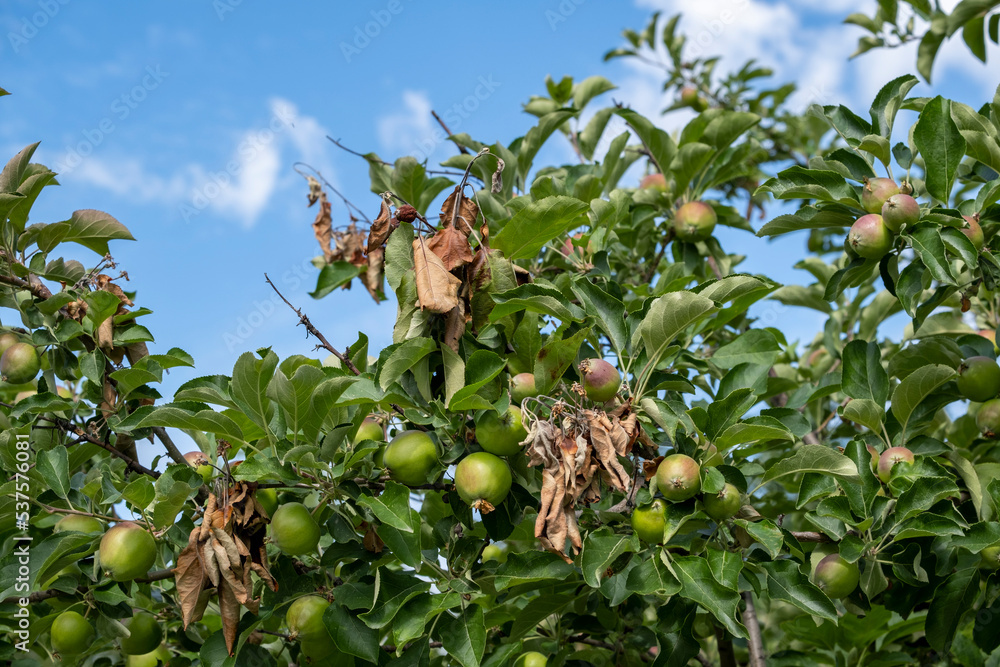 Apple orchard disease, the tree is infected with a bacterium. Apple ...