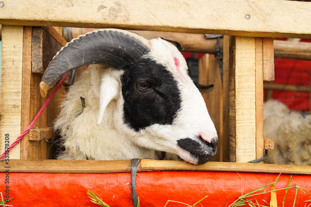 Goat or lamb “kambing qurban” in animal markets to prepare sacrifices ...