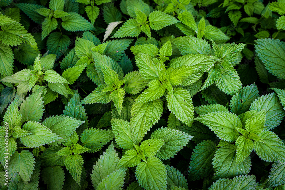 Stinging nettle leaves as background. Green texture of nettle. Top view ...