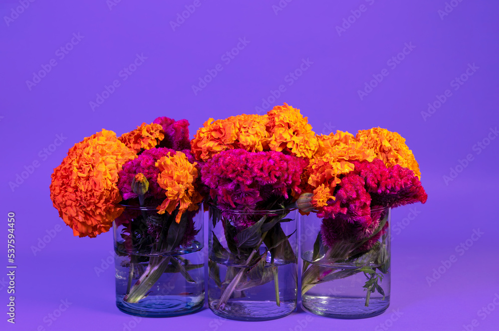 Hermosas flores de Cempasúchil de colores intensos en floreros de ...