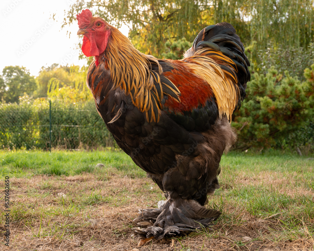 coq brahma géant Stock Photo | Adobe Stock