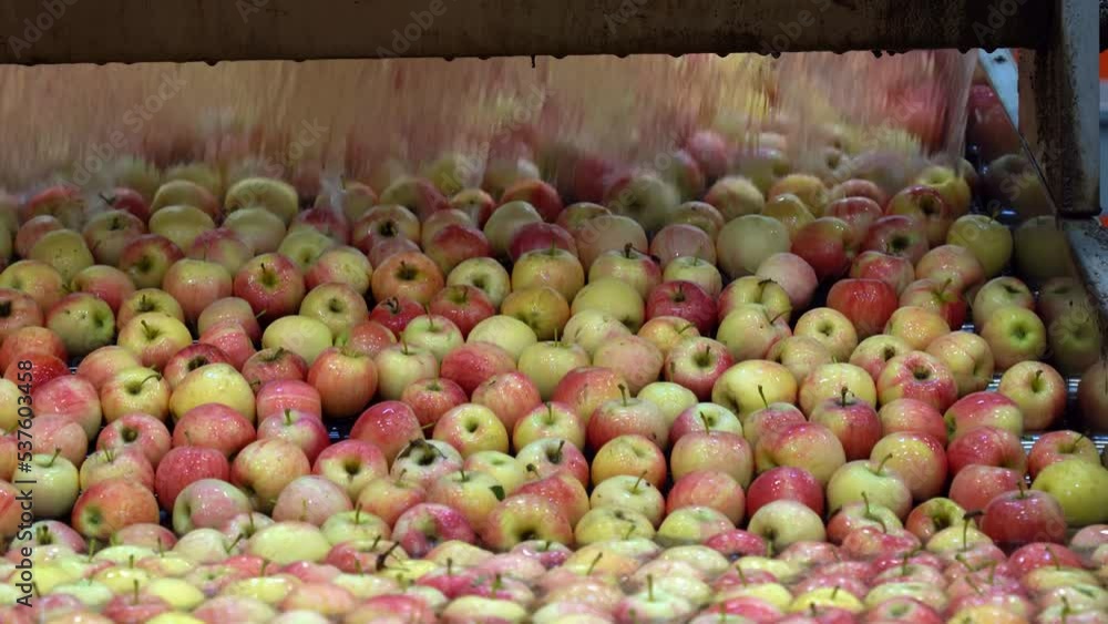 Automated Apple Washing And Transportation In Water Tank In Food ...