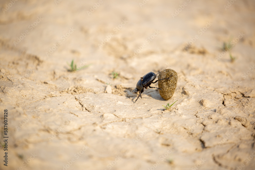 A scarab beetle rolls a ball of dung through the desert of Egypt. Dung ...