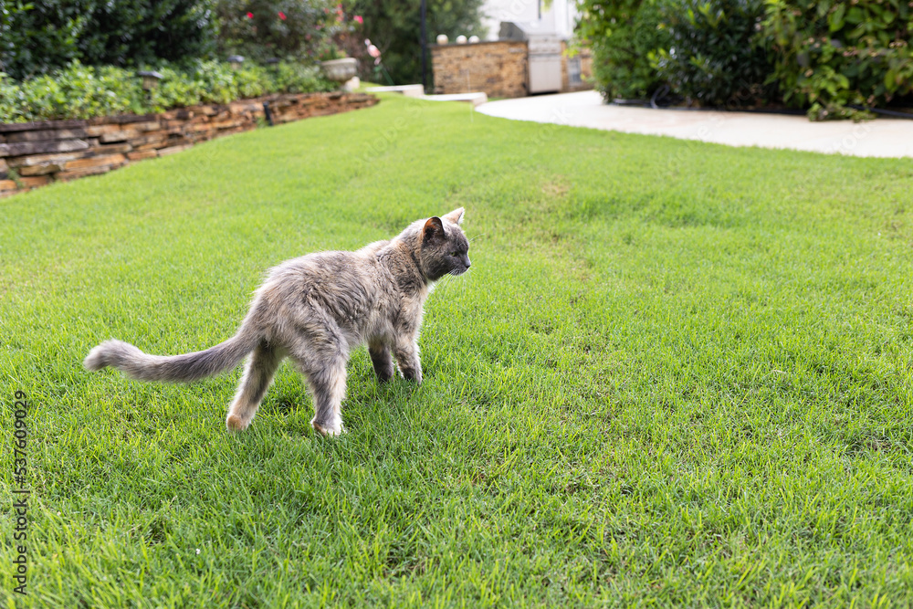 cat walking on the green grass lawn backyard Stock Photo | Adobe Stock