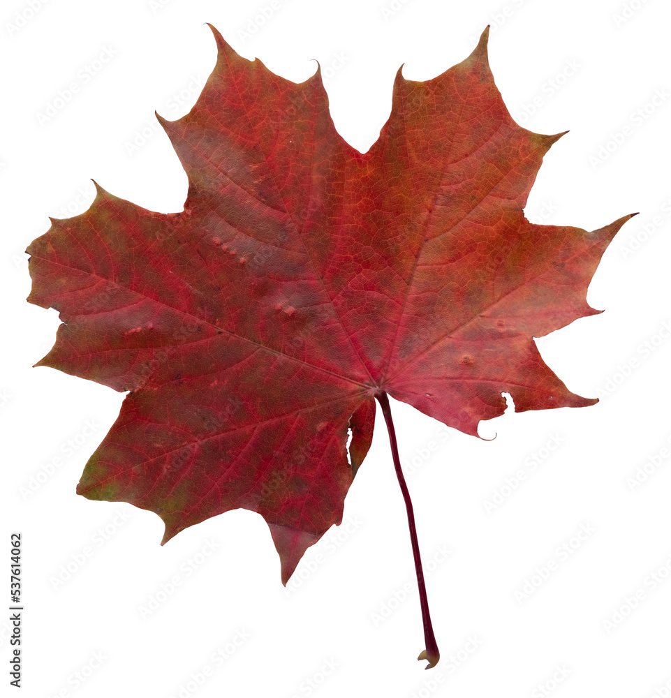 red maple leaf isolated on transparent background autumn fall Stock ...