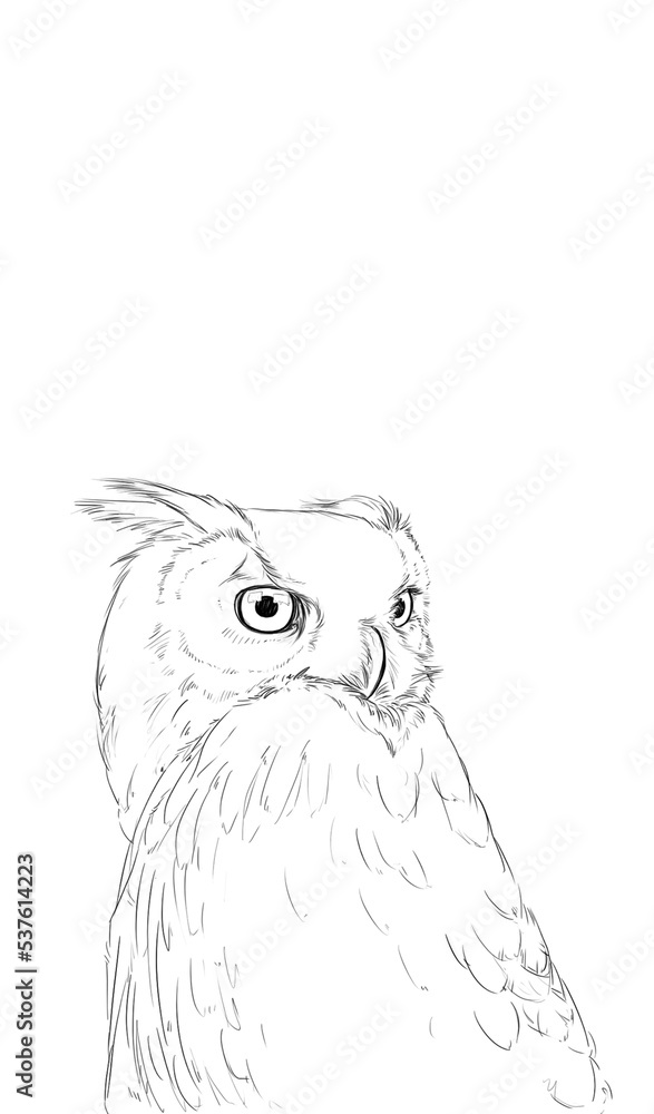 Sowa, ptak, szkic, rysunek, ilustracja, oczy, pióra, puchacz, dziób ...