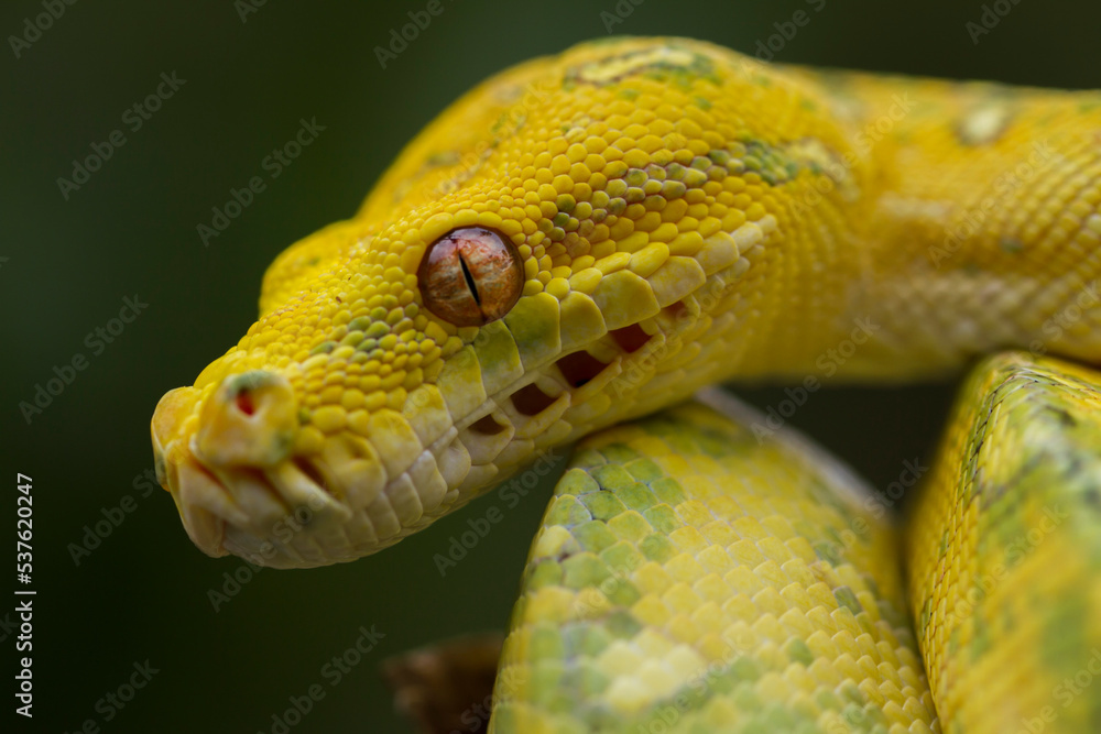 Green Tree Python Morelia viridis on tree branch yellow color skin ...