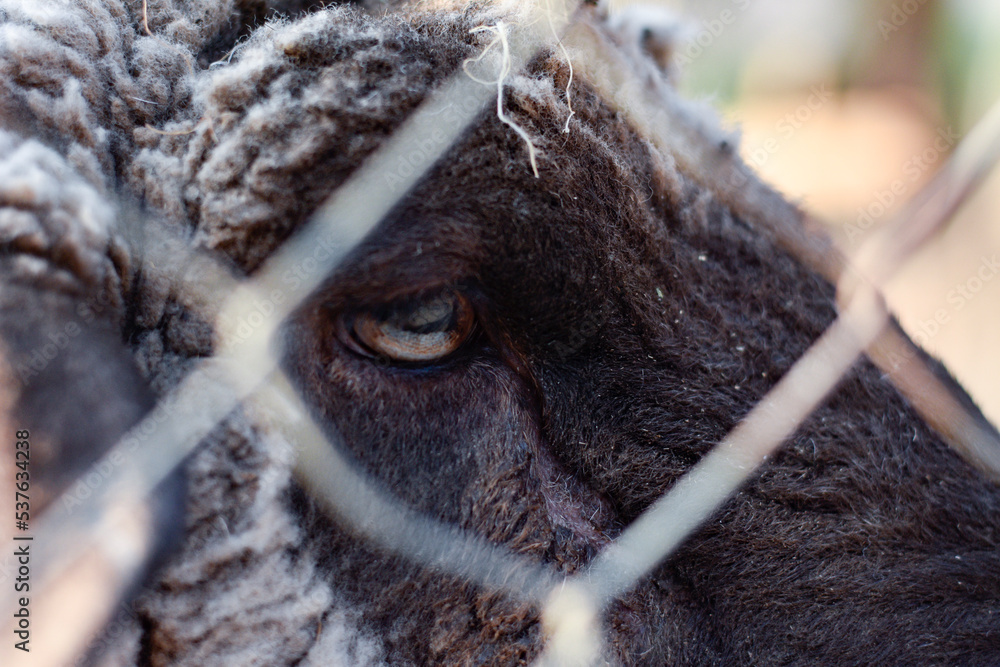 Sad sheep behind a fence, touching look, closeup Stock Photo | Adobe Stock