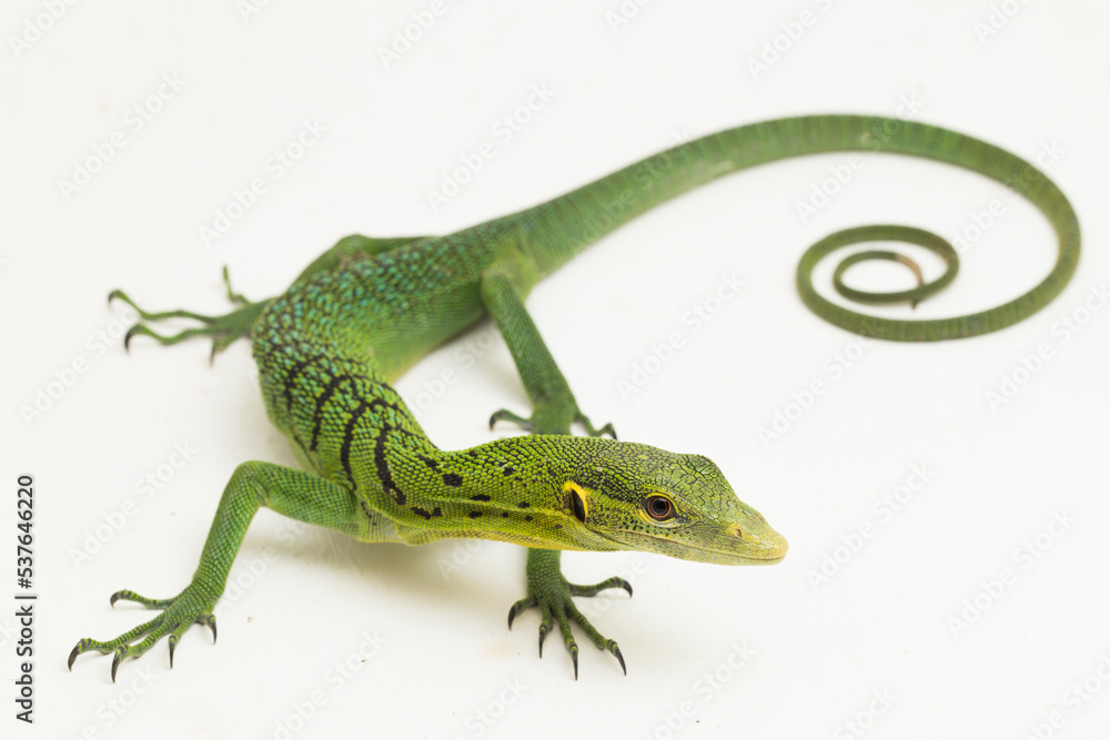 The emerald green tree monitor lizard (Varanus prasinus) isolated on ...