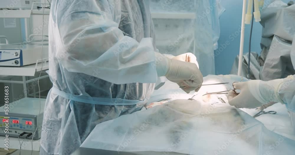 A team of veterinarians is sewing up an operating wound on a cat ...