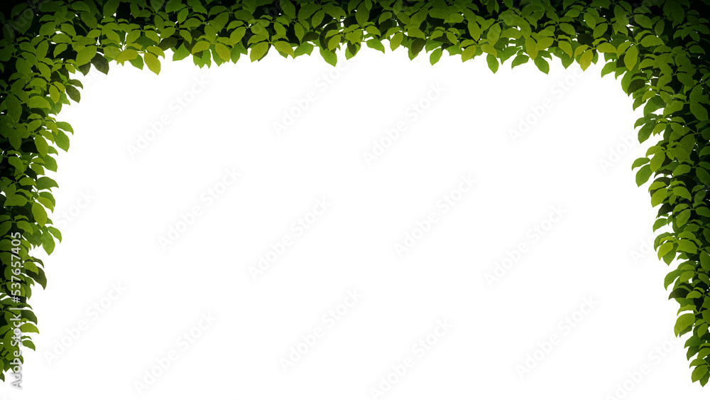 Tree leaves frame isolated on empty background in horizontal format for ...