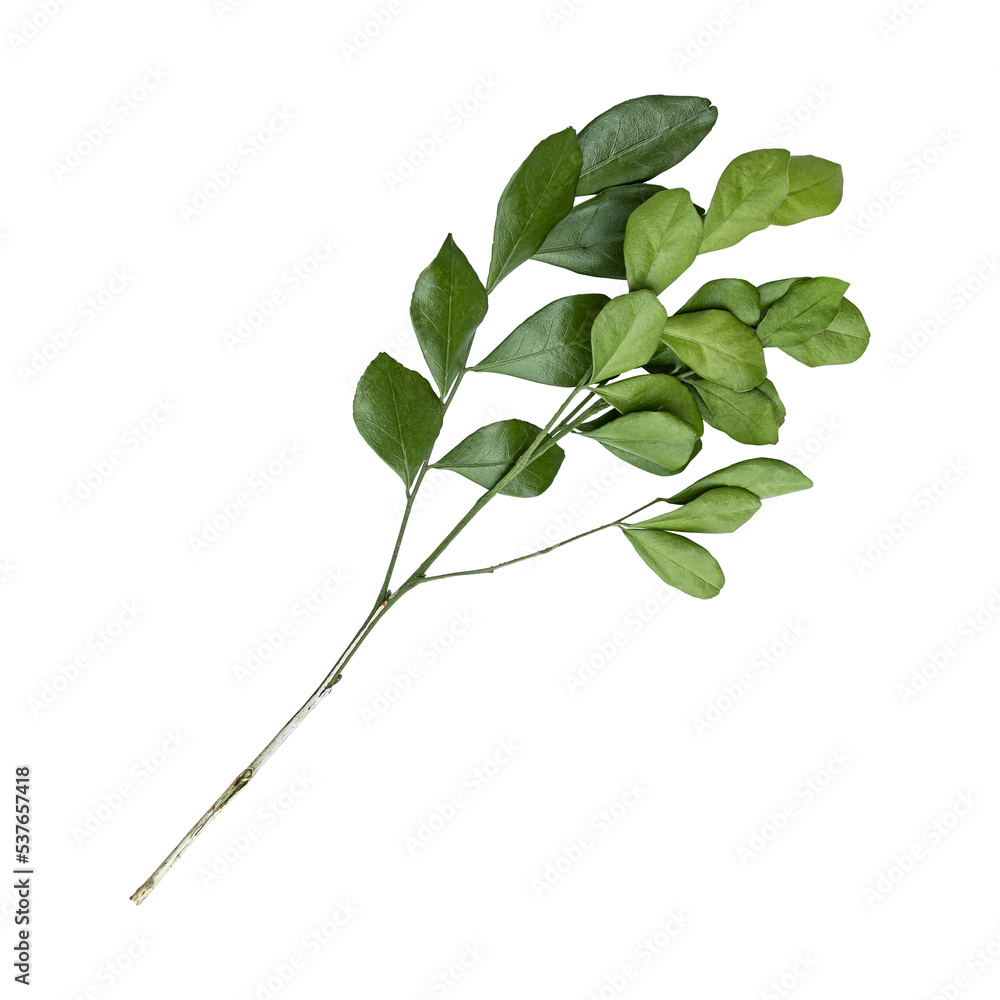 Murraya leaves isolated on transparent background Stock Photo | Adobe Stock