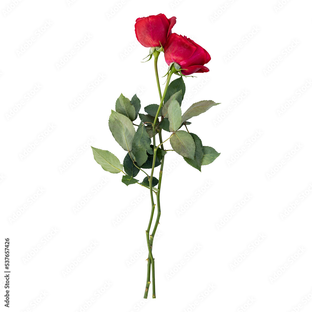 Rose flower stems isolated on transparent background Stock Photo ...