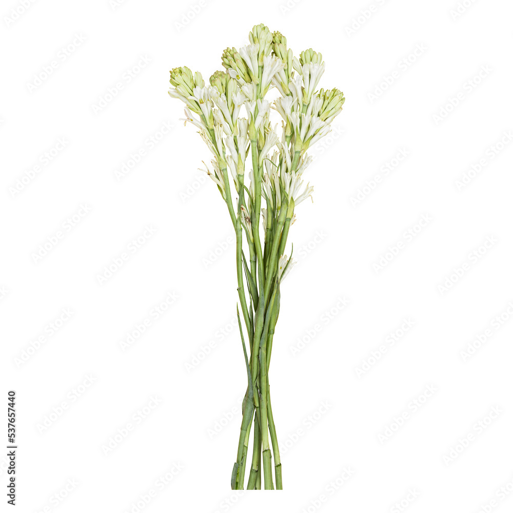 Tuberose flower stems isolated on transparent background Stock Photo ...