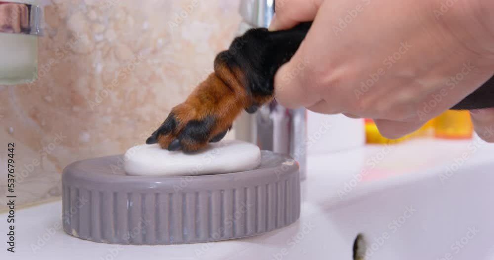 My Dog Drank Rubbing Alcohol What Should I Do Our Fit Pets Shutterstock ...