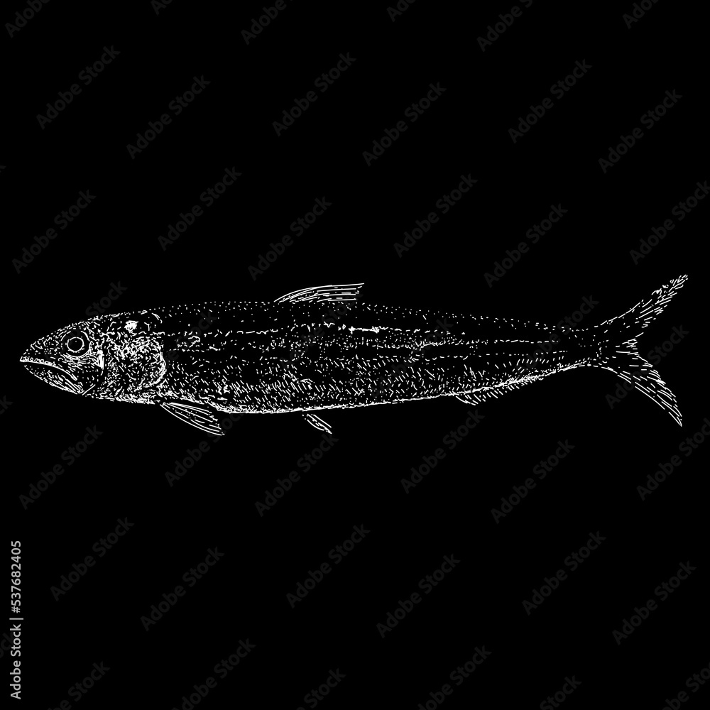 Sardine hand drawing. Vector illustration isolated on black background ...
