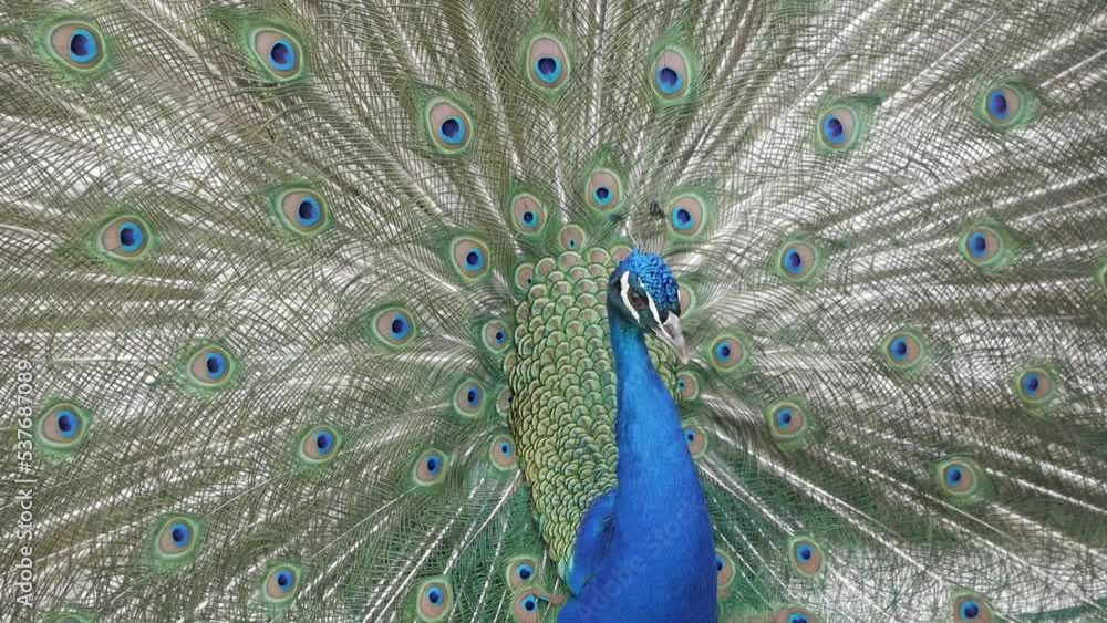 Wideo Stock: Close-up of peacock during courtship ritual. Peafowl is ...