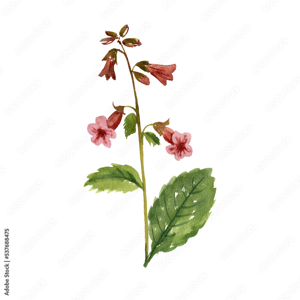 watercolor drawing plant of Chinese foxglove, Rehmannia glutinosa, herb ...