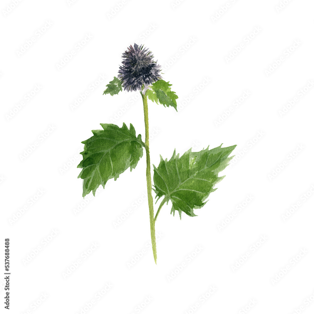 watercolor drawing plant of costus root, Dolomiaea costus, herb of ...