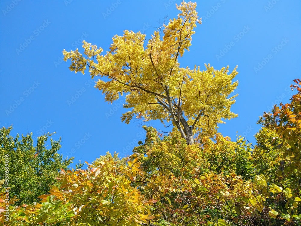 Tall, Golden Autumn Tree Stock Photo | Adobe Stock