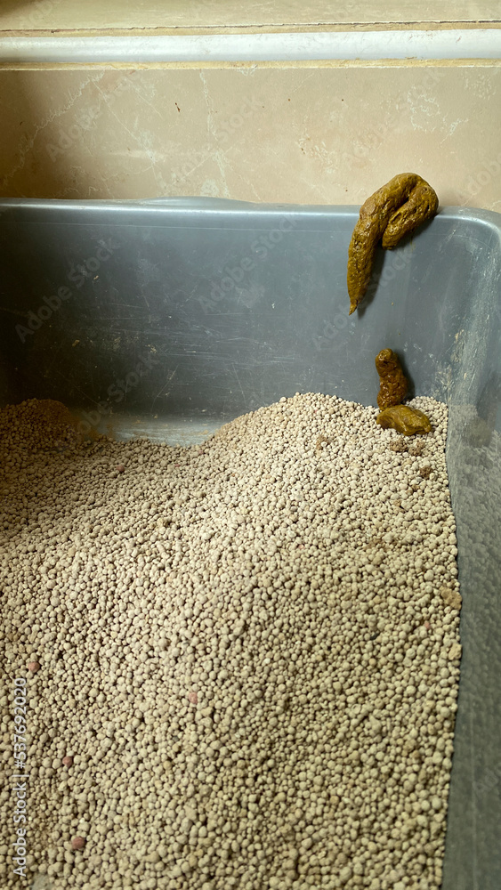 cat feces or poop stuck on the side of the litter box Stock Photo ...
