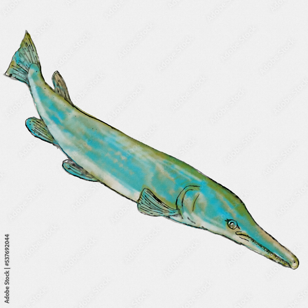 Watercolor painting illustration of an alligator gar, a ray-finned ...