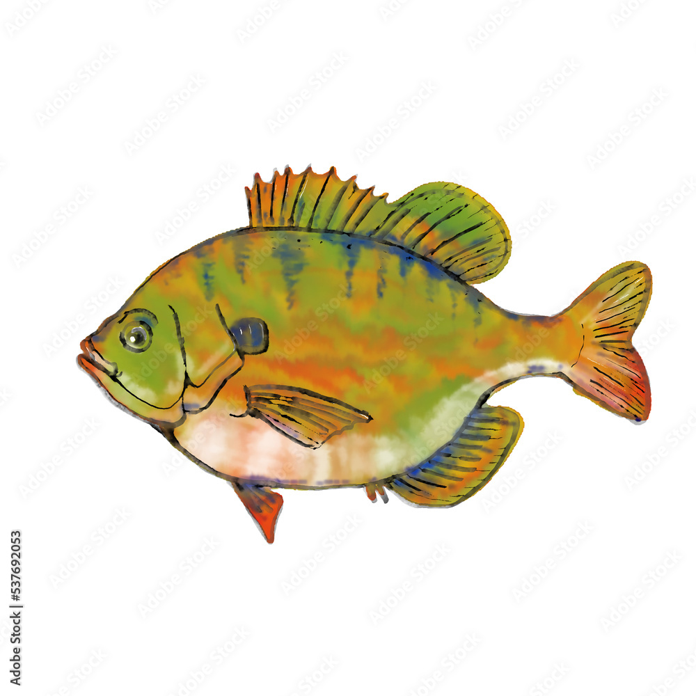 Watercolor painting illustration of a bluegill, bream, brim, sunny or ...