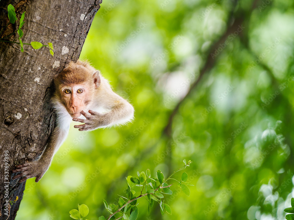 Photo & Art Print Monkey on the Pithecellobium dulce trees in forest ...